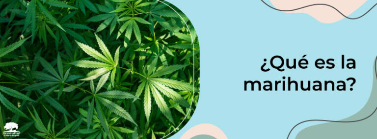 ¿Qué es la marihuana?: Conoce sus Efectos y Peligros